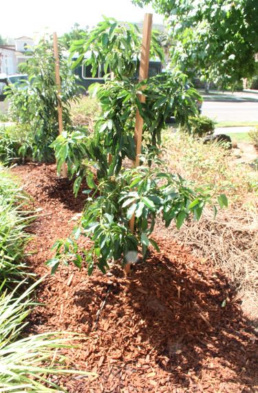 Backyard Avocados – An experiment in maintaining my own micro orchard