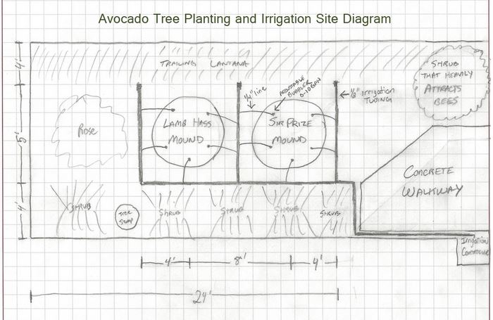 Backyard Avocados – An experiment in maintaining my own micro orchard
